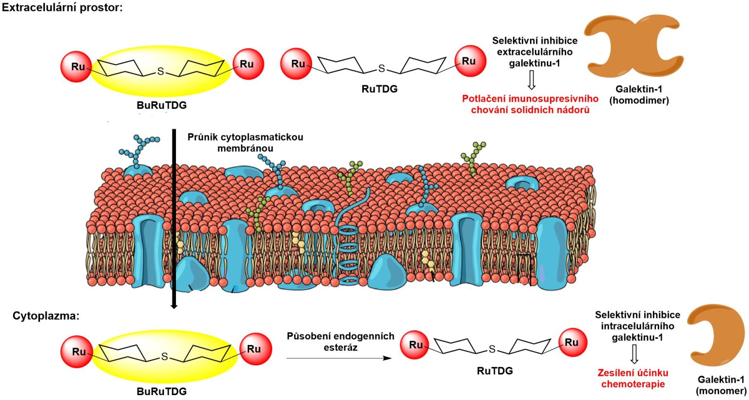 Highly Selective Galectin-1 Inhibitors for the Treatment of Triple ...